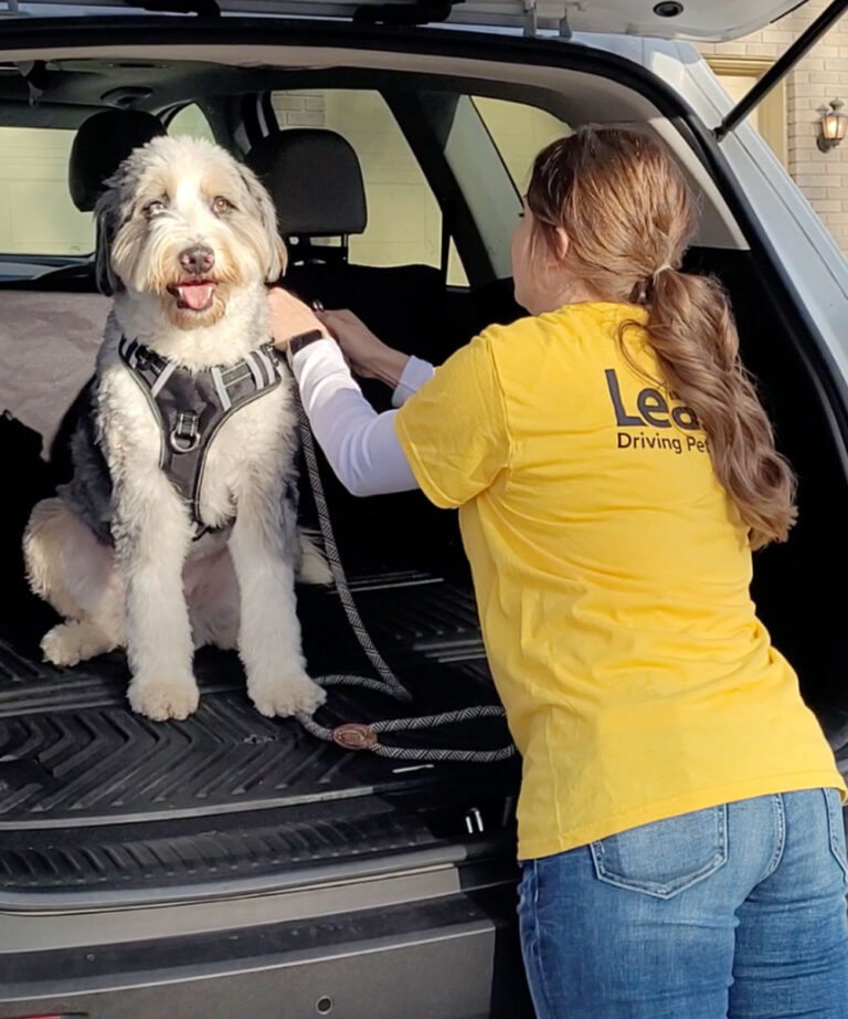 Daily Pet Transportation And Pet Taxi Services | Cats And Dogs | Leash